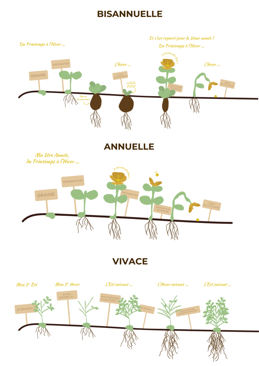 Plant de table - Cycle des plantes - Terrattitude la boîte à outils des ...